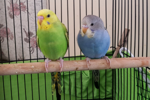 Fakta om Undulater - Allt om undulat som husdjur - NetPet