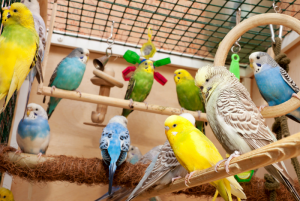 Fakta om Undulater - Allt om undulat som husdjur - NetPet