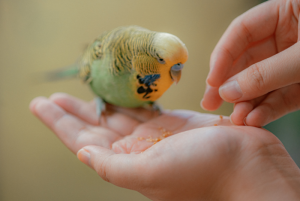 Fakta om Undulater - Allt om undulat som husdjur - NetPet