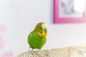 Fakta om Undulater - Allt om undulat som husdjur - NetPet