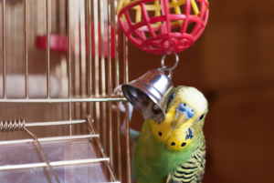 Fakta om Undulater - Allt om undulat som husdjur - NetPet