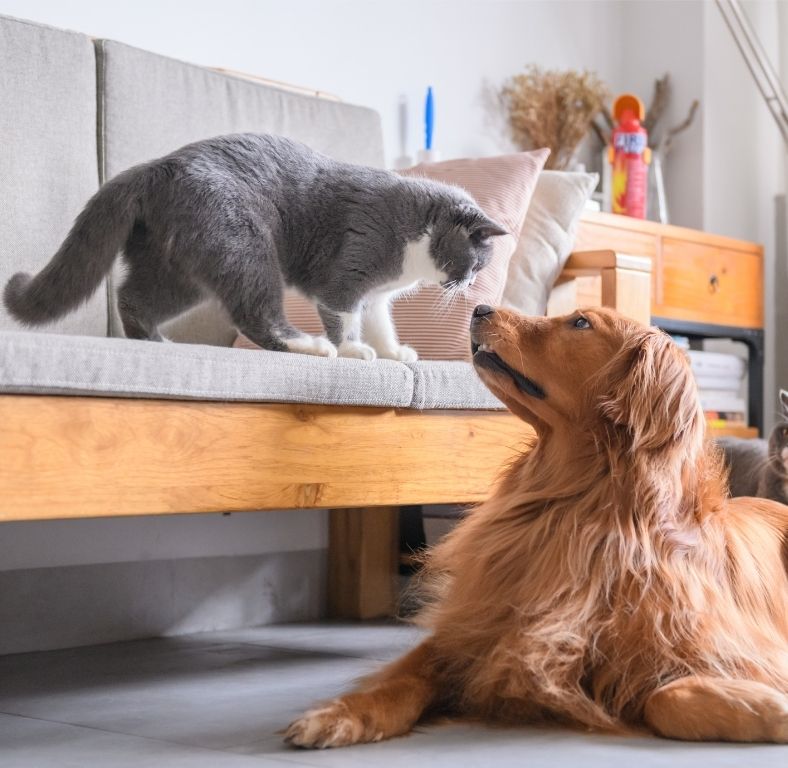 NetPet - Allt om djur - Tips, Fakta och Köp guider