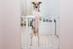 Hundgrind - De 5 bästa - Bäst i test 2024 (Med köpguide)